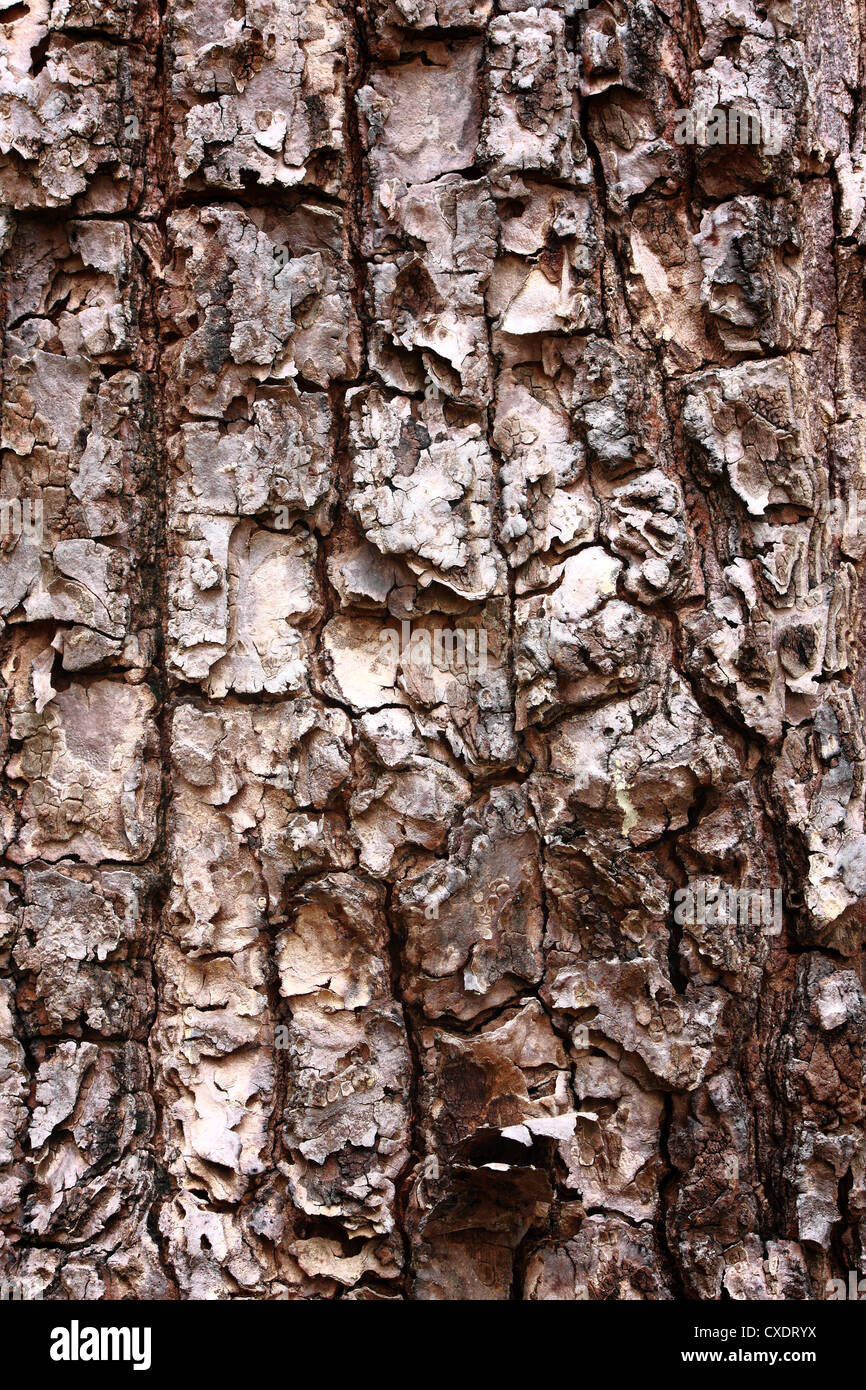 Bark Tree texture full frame in nature Stock Photo - Alamy