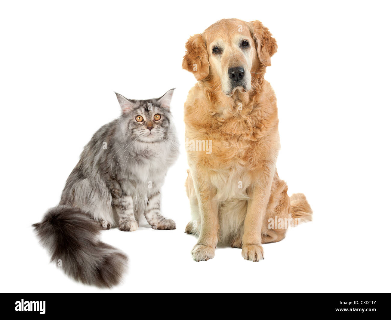 Studio shot dog cat Cut Out Stock Images & Pictures - Alamy