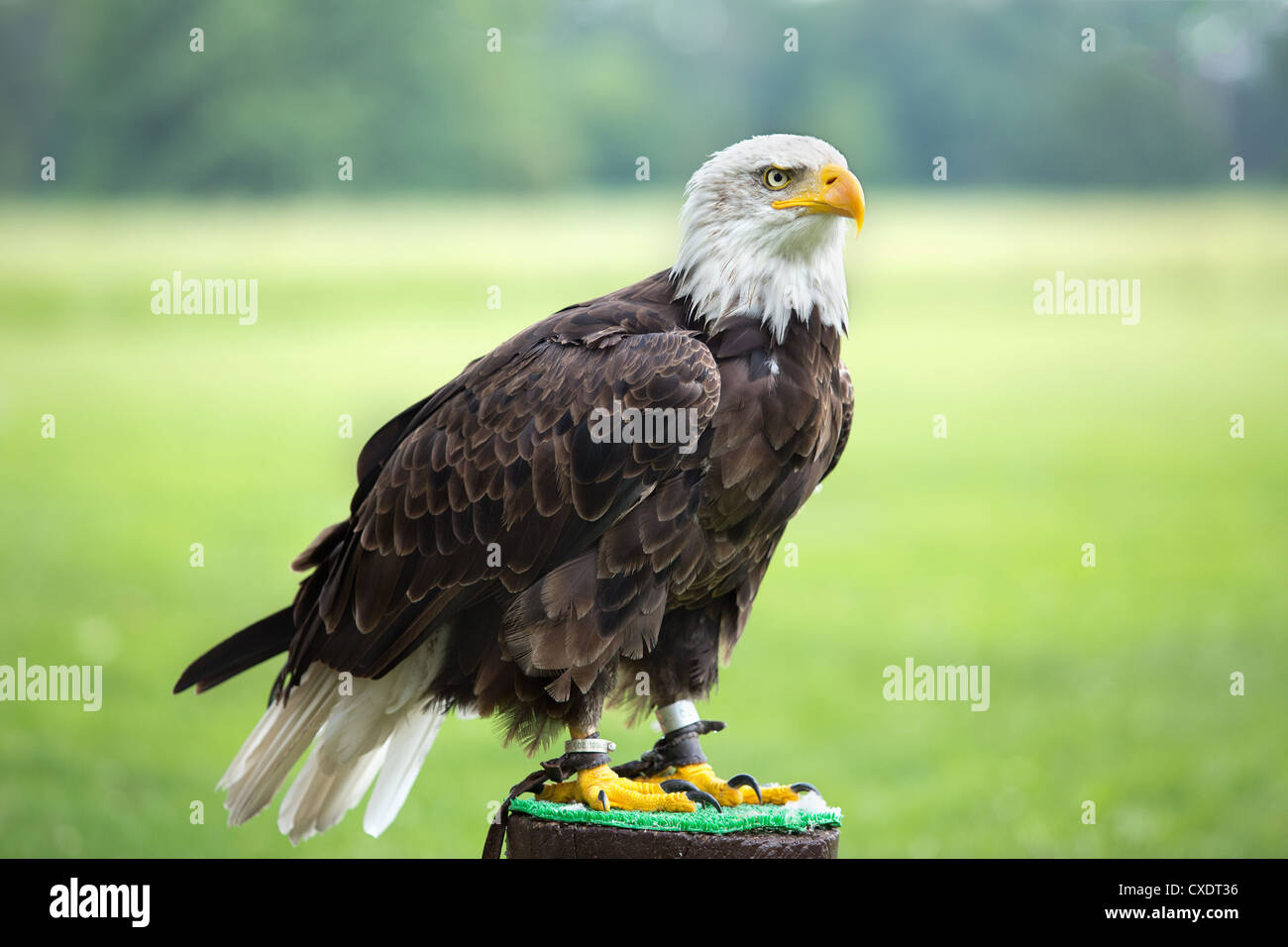 Bald eagle perched hi-res stock photography and images - Alamy