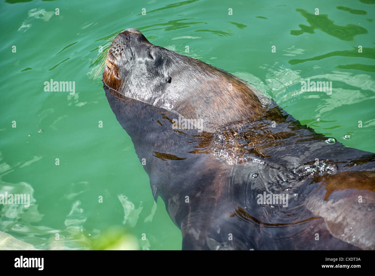 Lion on the beach hi-res stock photography and images - Alamy