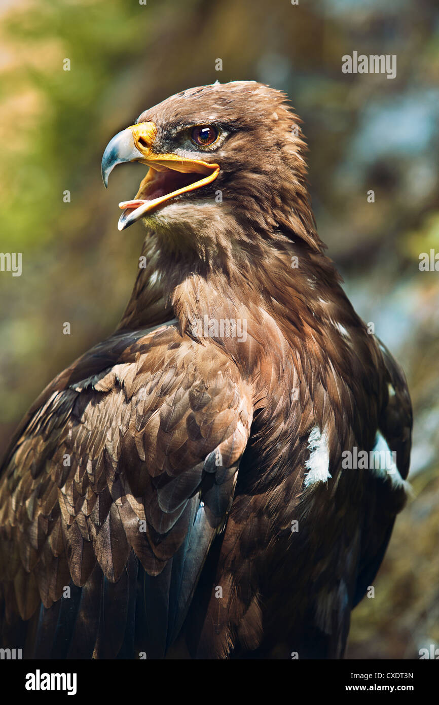 Close up of the head of a beautiful eagle Stock Photo - Alamy