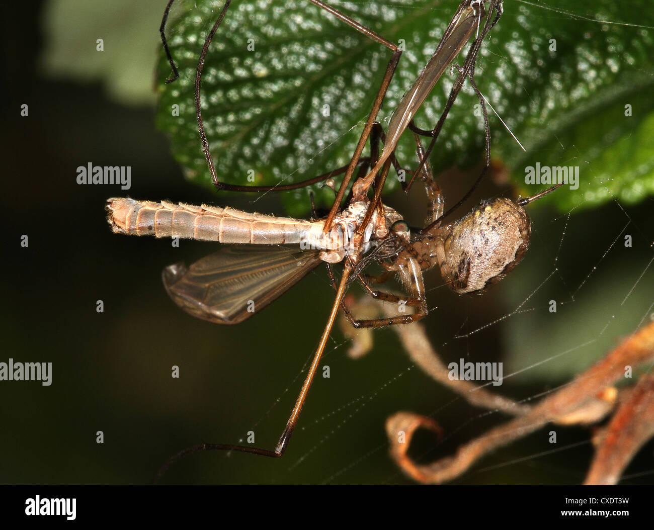 Prey garden hi-res stock photography and images - Alamy