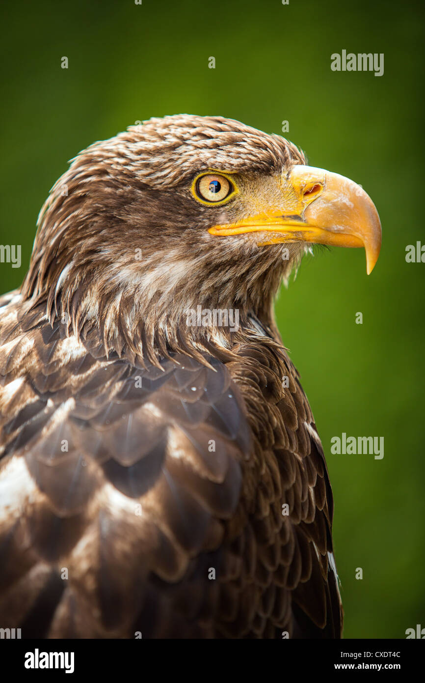 Close up of the head of a beautiful eagle Stock Photo - Alamy