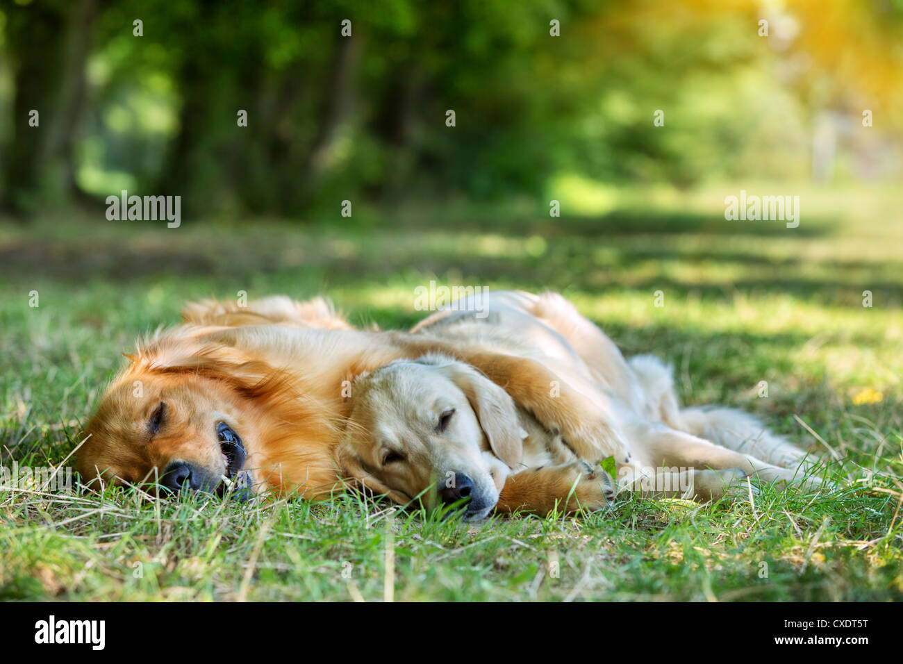 Dog asleep in the sun hi-res stock photography and images - Alamy