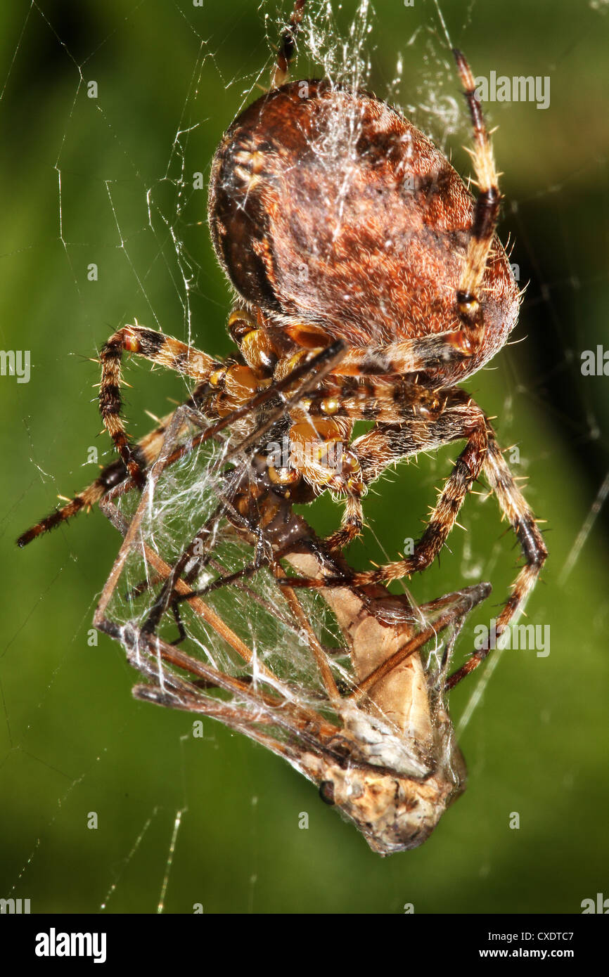 Garden or Orb spider web with Crane Fly prey Stock Photo - Alamy