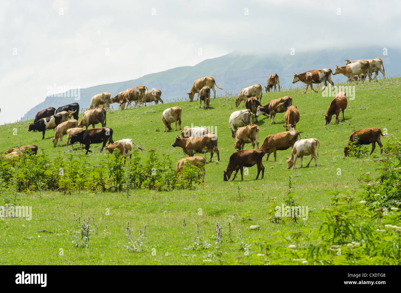 Cows grazing on the green field Stock Photo - Alamy