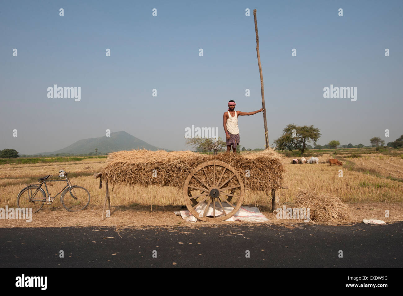 Collecting rice straw hi-res stock photography and images - Alamy