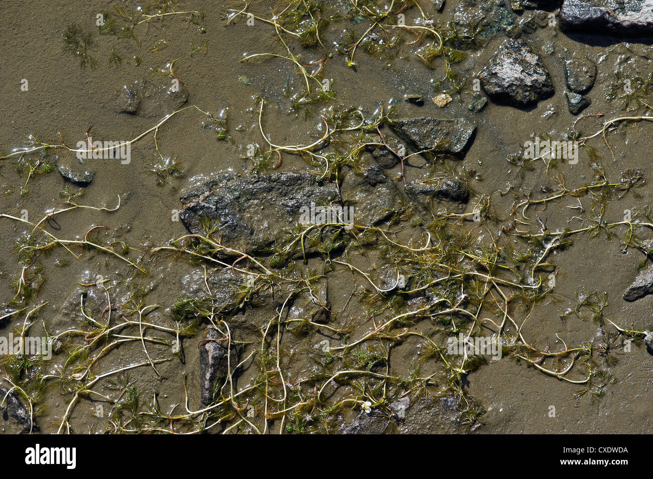 lacustrine plants, Tre Becchi lake, Gran Paradiso NP, Piedmont, Italy ...