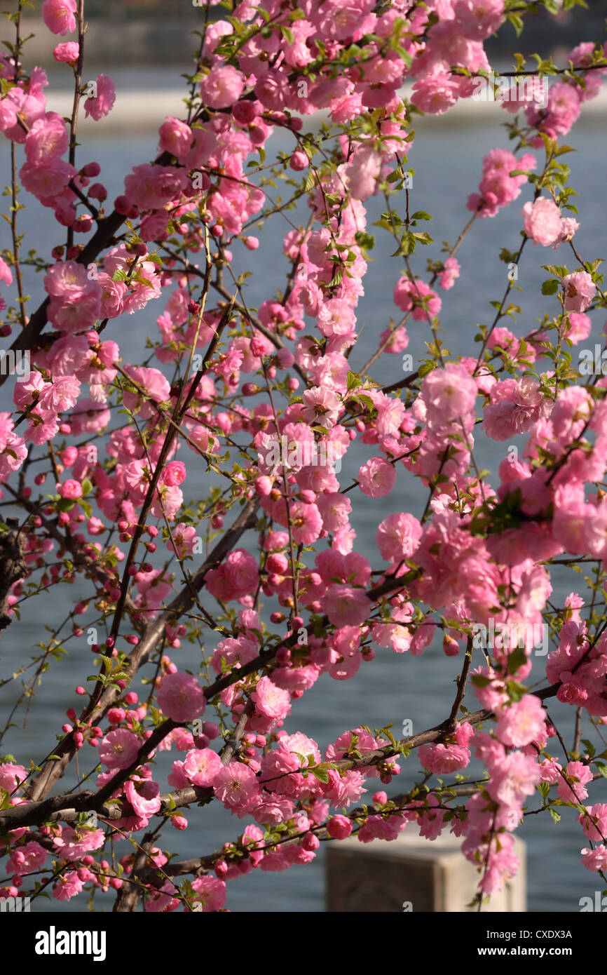 Beijing, pink blossoms on a bush Stock Photo - Alamy