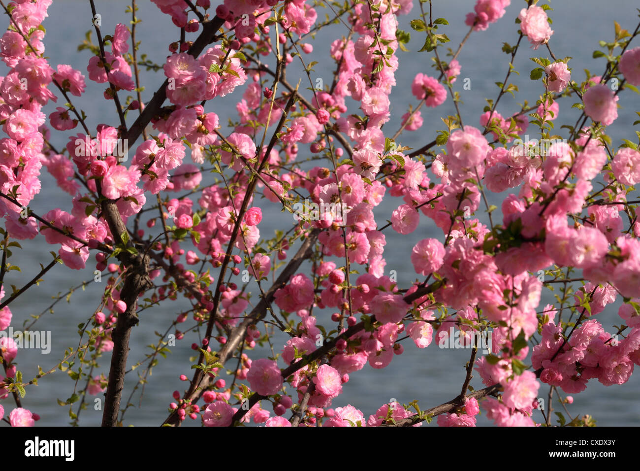 Beijing, pink blossoms on a bush Stock Photo - Alamy