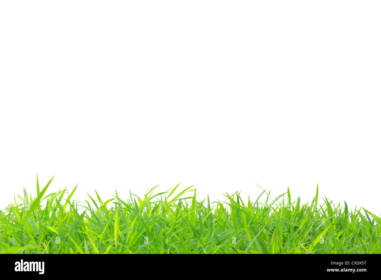 frame of grass at below edge Stock Photo - Alamy