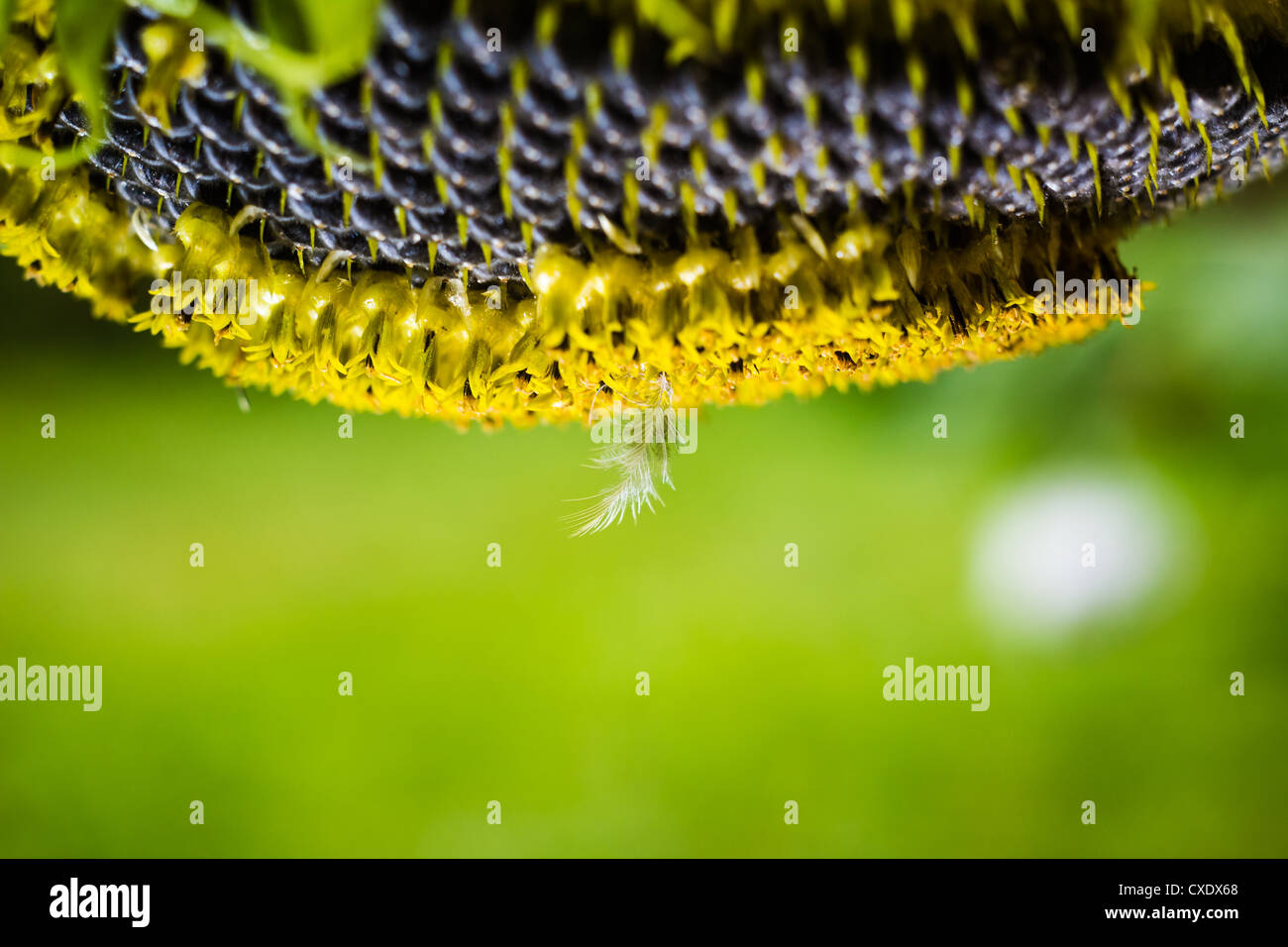 Sunflower detail and light feather from a bird Stock Photo - Alamy