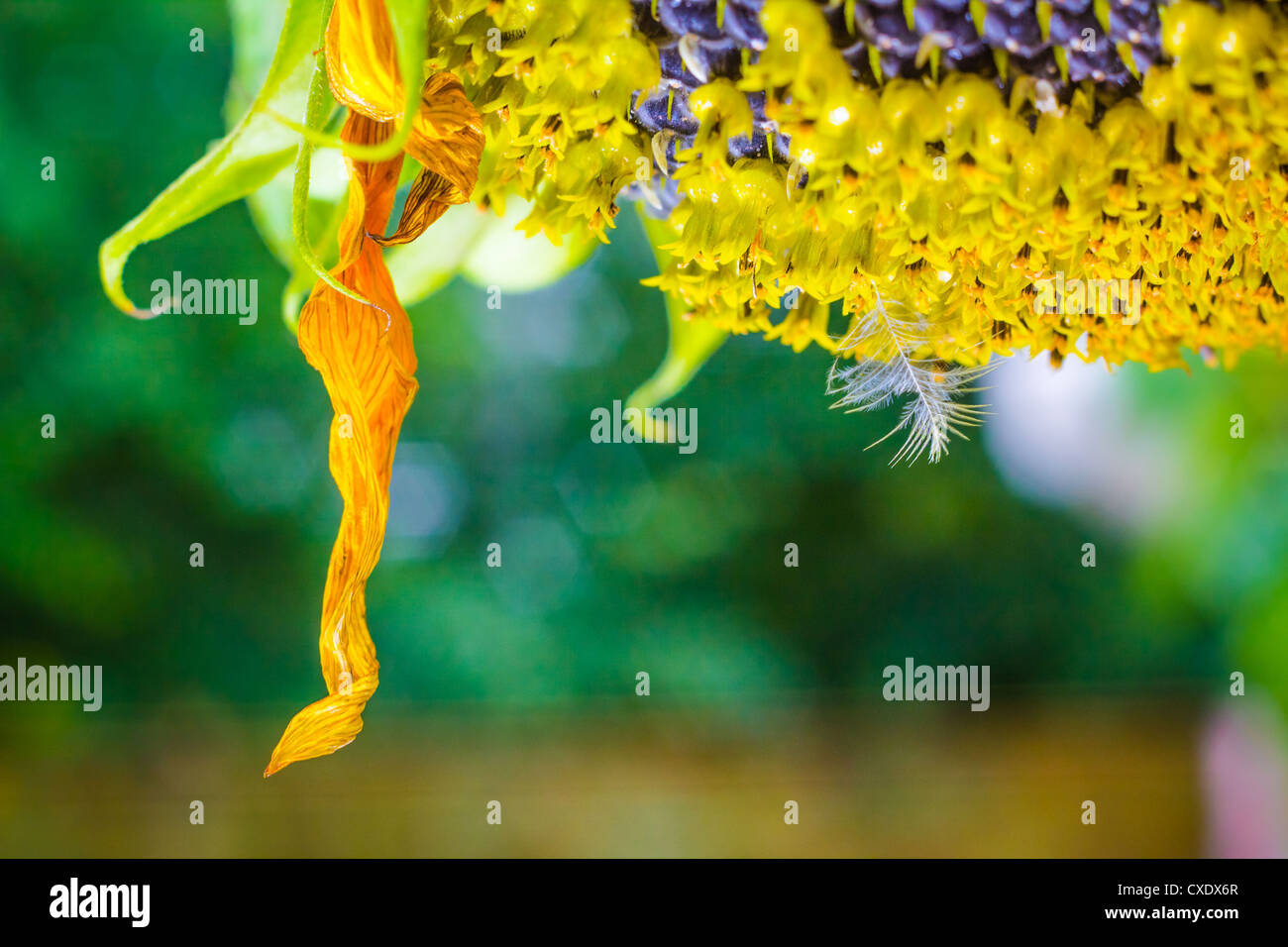 Sunflower detail and light feather from a bird Stock Photo - Alamy