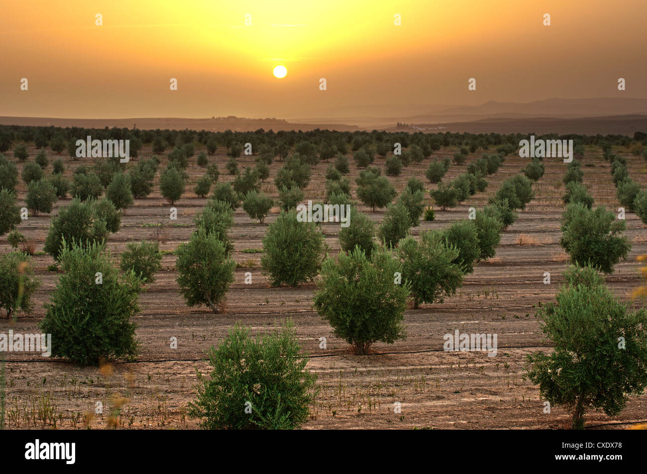 Olive trees in a row. Plantation and sunset cloudy sky Stock Photo - Alamy