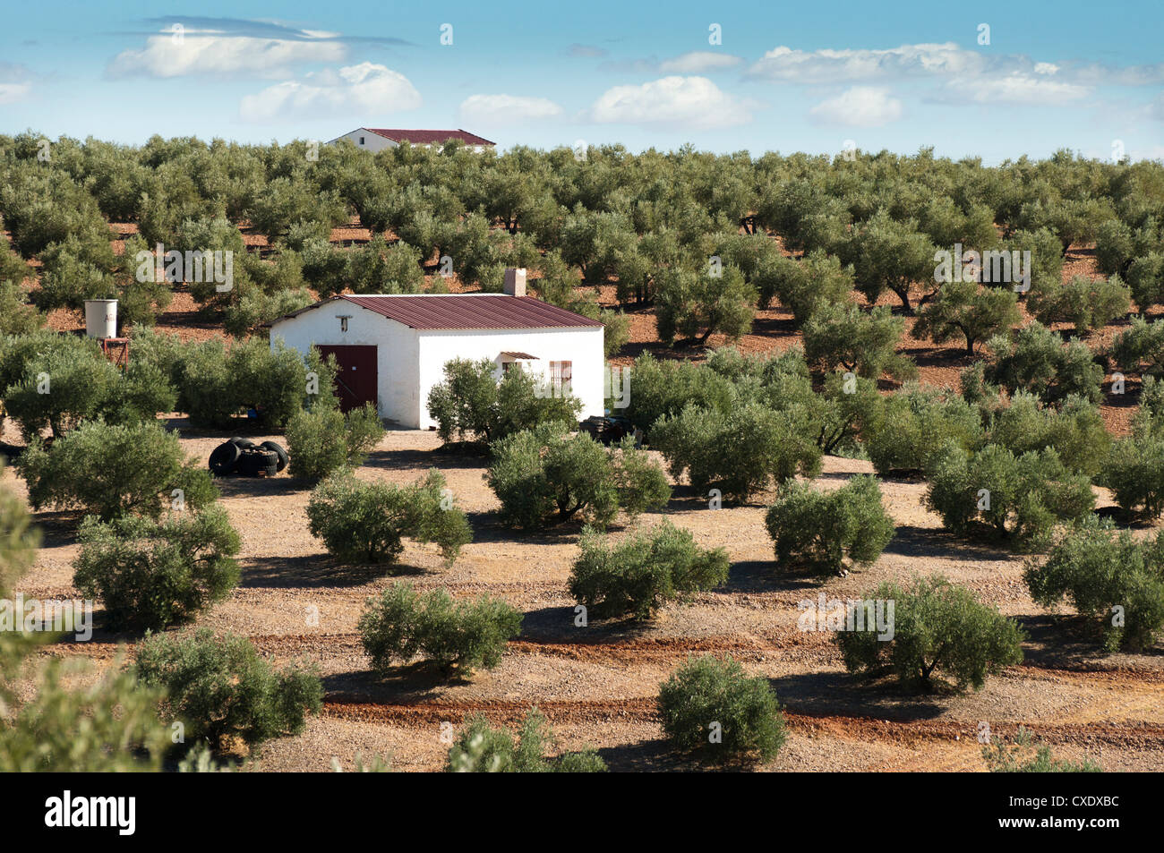 Olive trees in a row. Plantation and cloudy sky Stock Photo - Alamy