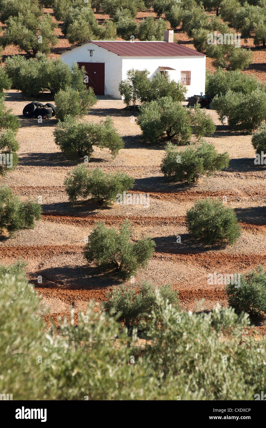 Olive trees in a row. Plantation and cloudy sky Stock Photo - Alamy