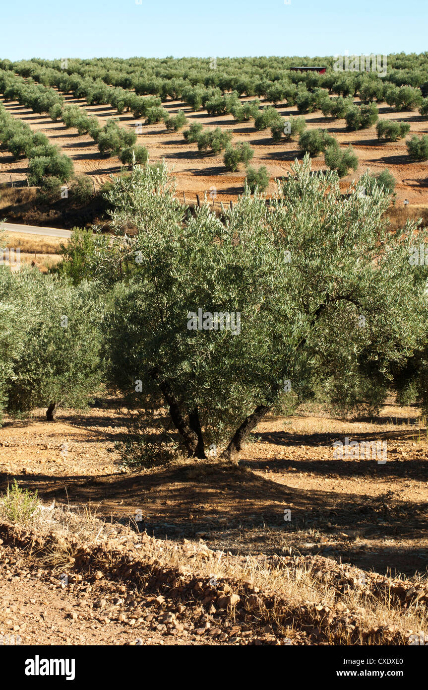 Olive trees in a row. Plantation and cloudy sky Stock Photo - Alamy