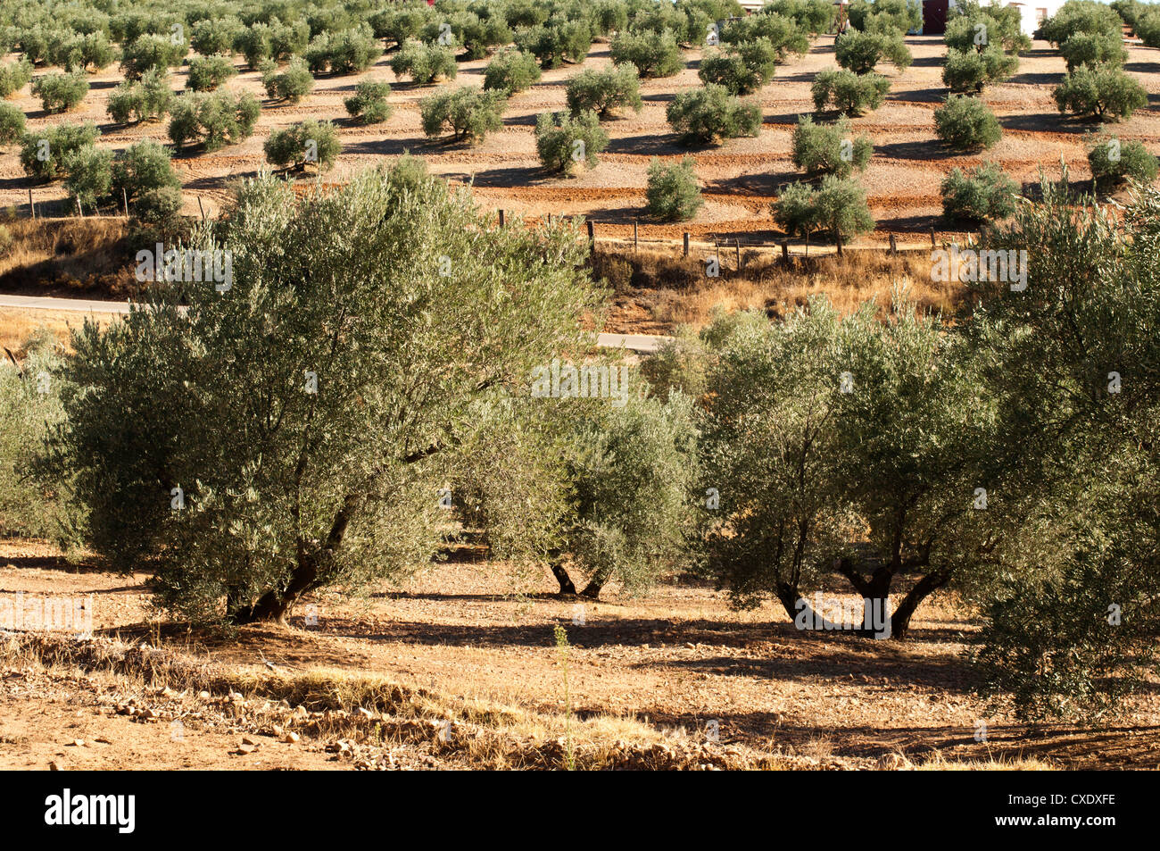 Olive trees in a row. Plantation and cloudy sky Stock Photo - Alamy