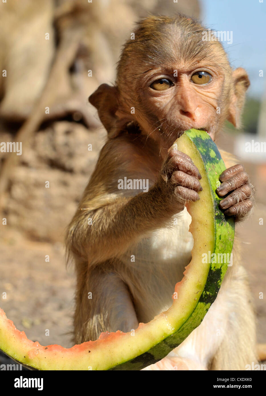 juvenile monkeys eating water melon , Lopburi Monkey Festival in Lop ...