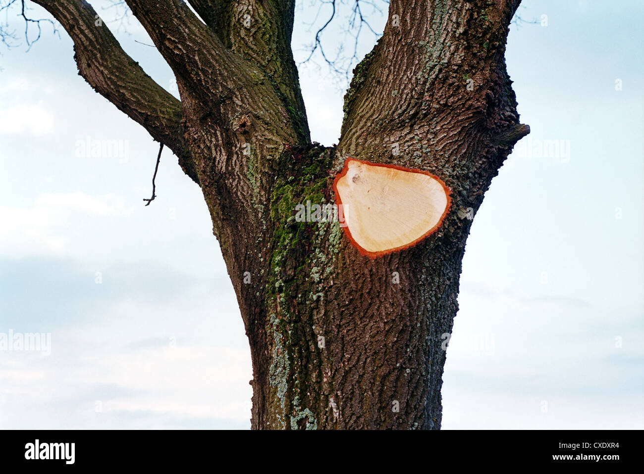 Cut a branch hi-res stock photography and images - Alamy