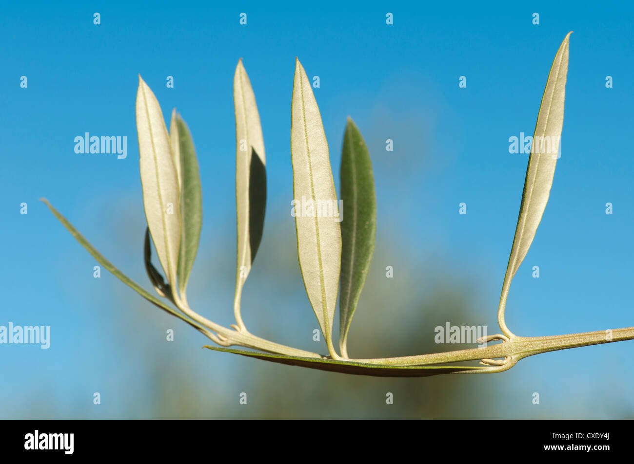 Olive tree branch peace symbol hi-res stock photography and images - Alamy