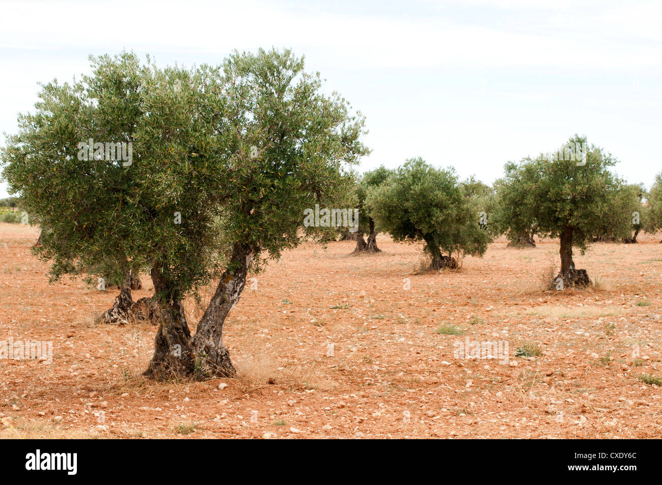 Olive trees in a row. Plantation and cloudy sky Stock Photo - Alamy
