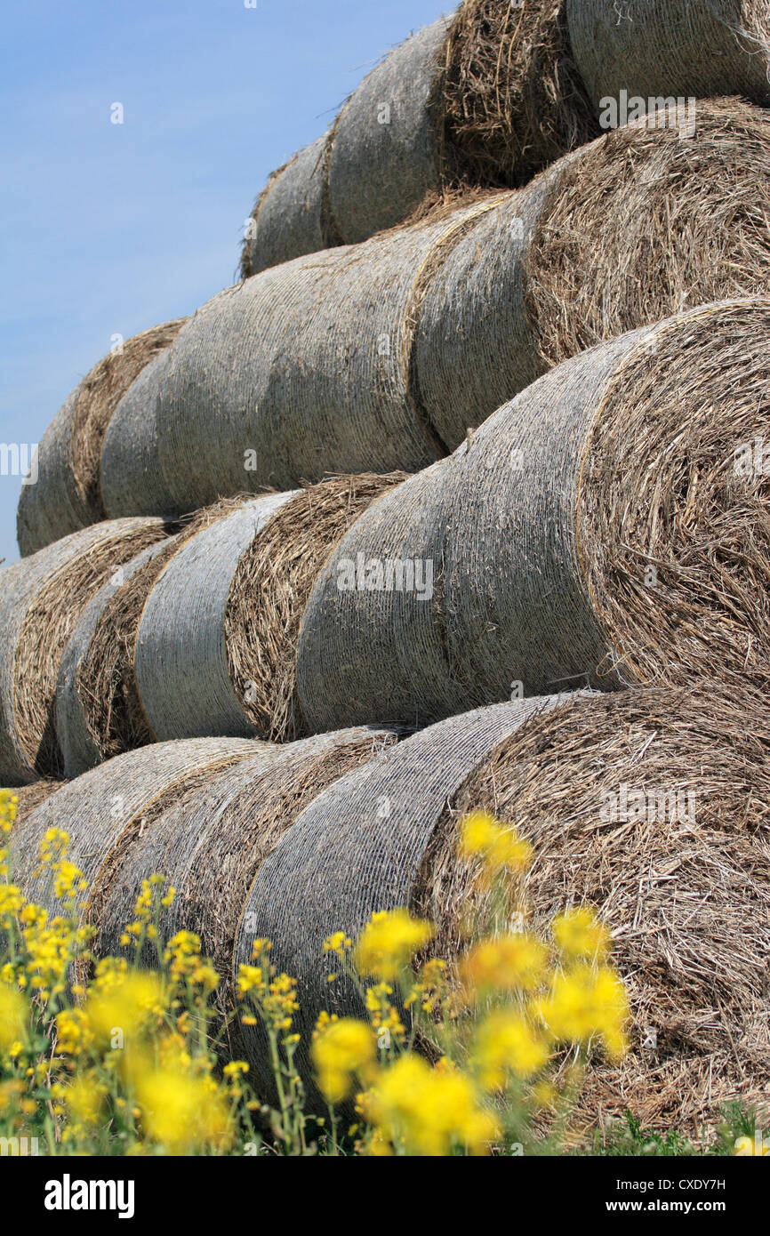 Eberswalde, bales of straw and rapeseed field Stock Photo - Alamy