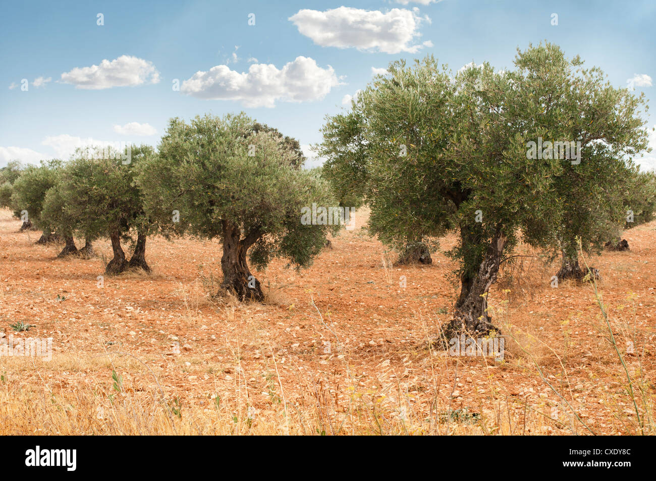 Olive trees in a row. Plantation and cloudy sky Stock Photo - Alamy