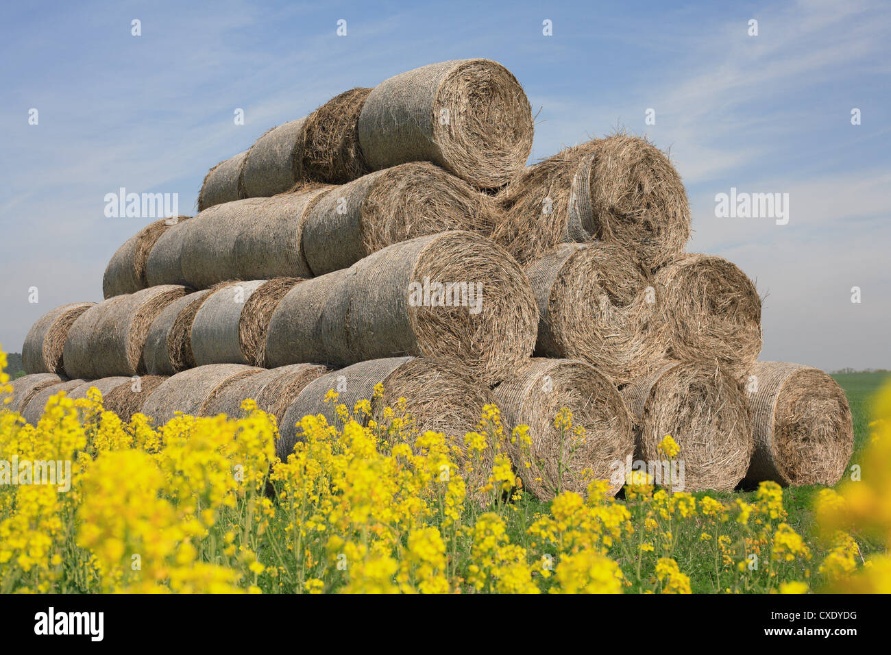 Eberswalde, bales of straw and rapeseed field Stock Photo - Alamy