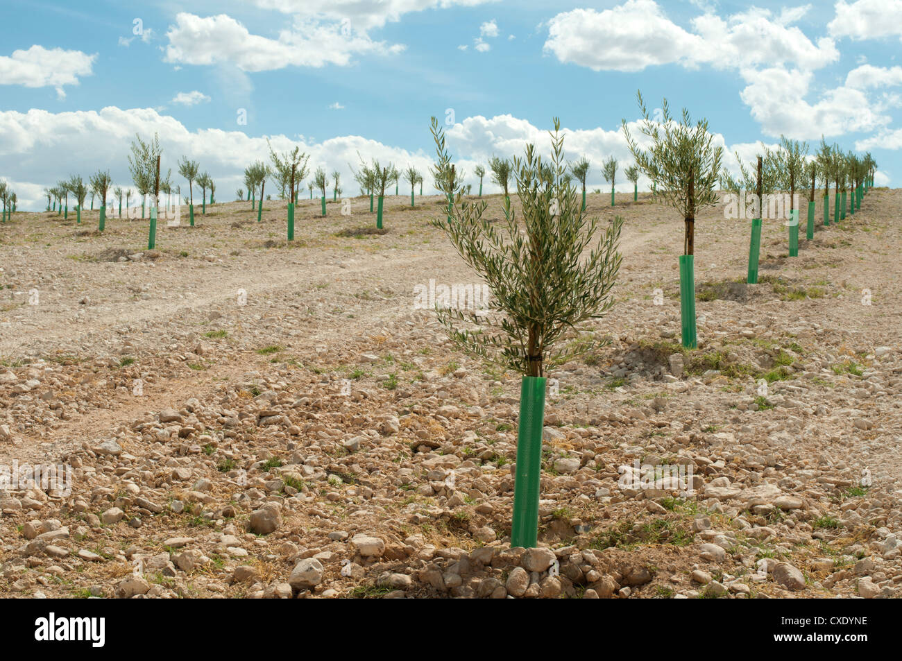 Small olive trees in a row. Yang olive plantation Stock Photo - Alamy