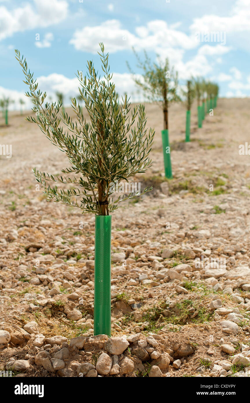 Small olive trees in a row. Yang olive plantation Stock Photo - Alamy