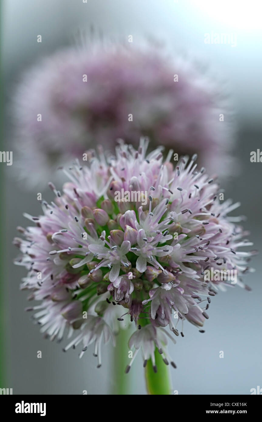 allium nutans blue chives plant portraits pale pink flowers herbs bulbs ...