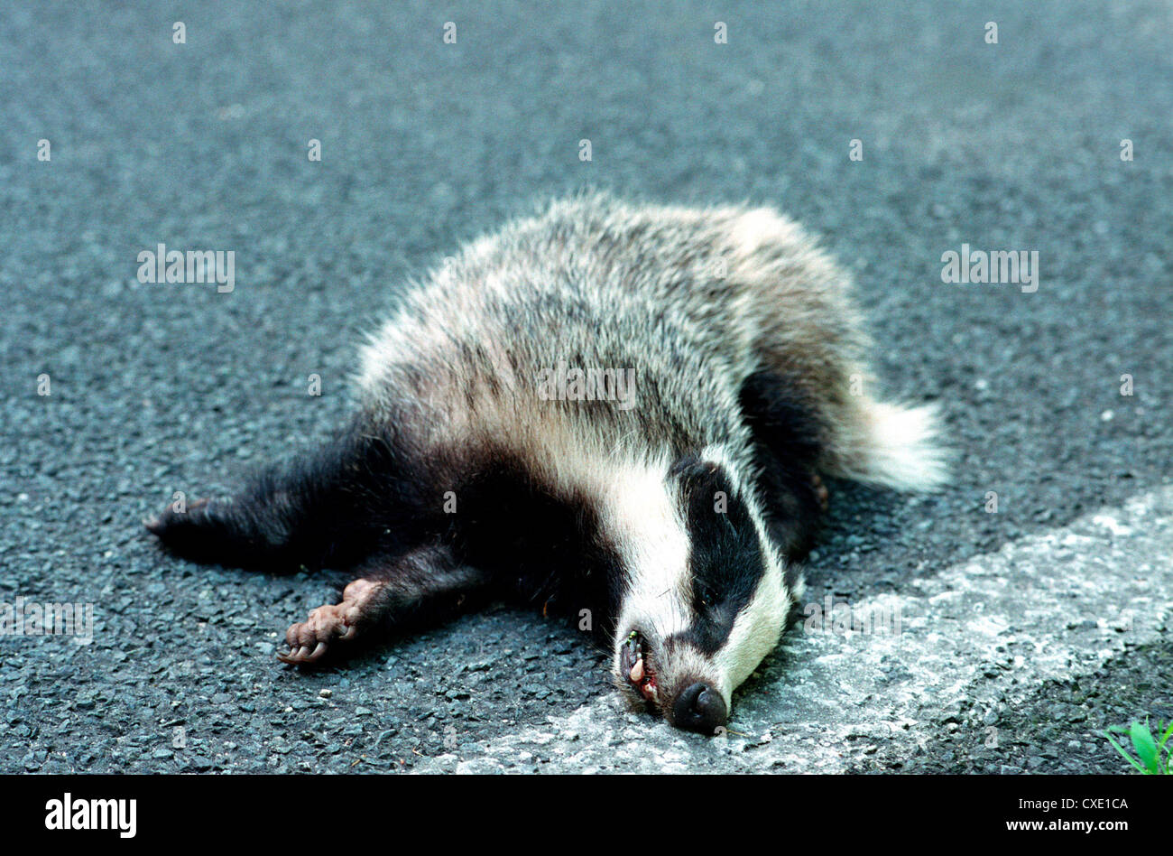 Road accident victims hi-res stock photography and images - Alamy