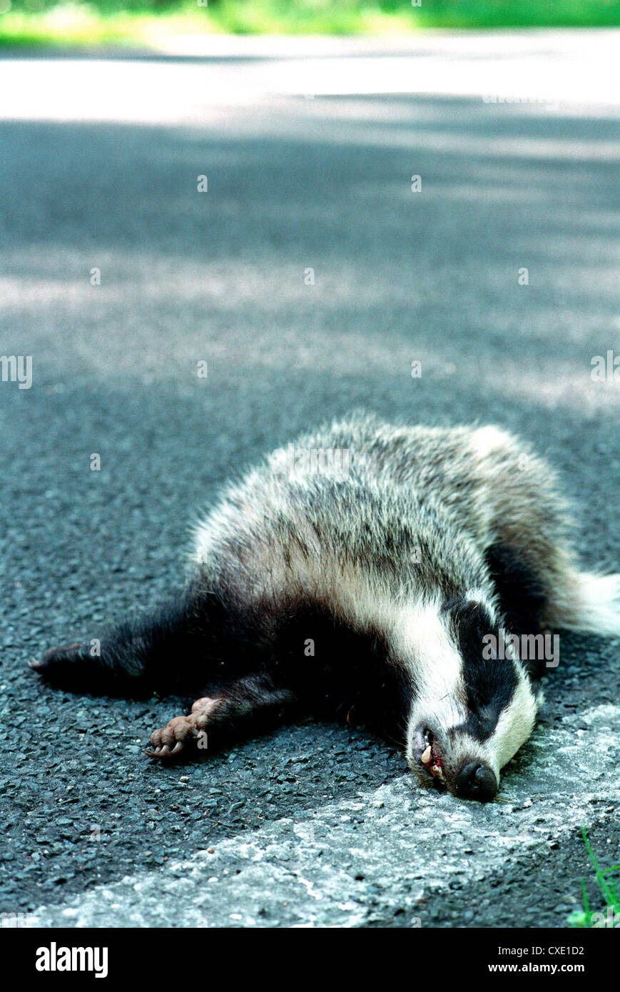 Berlin, a dead badger as victims of road Stock Photo - Alamy