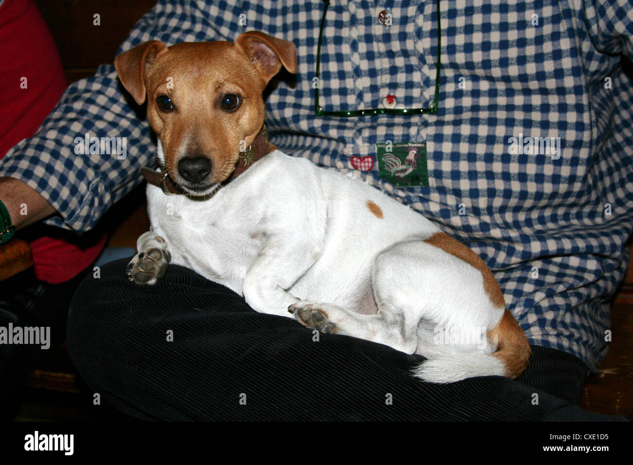 Anne home, Jack Russell Terrier Stock Photo - Alamy