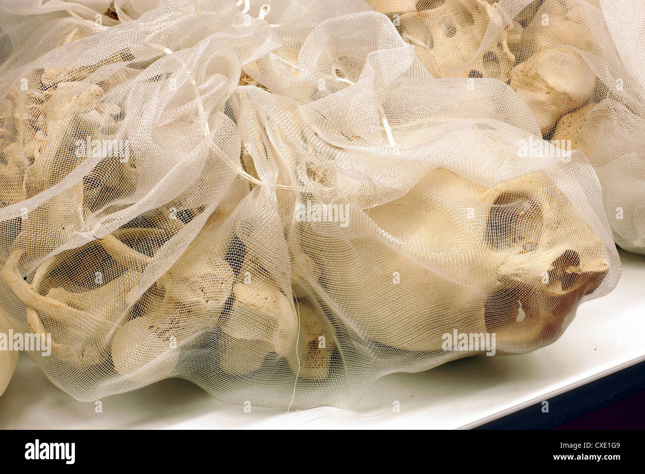 Plastinates hi-res stock photography and images - Alamy