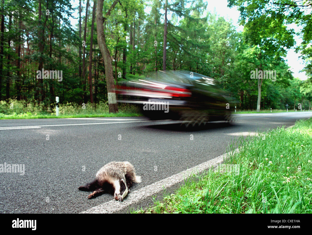 Berlin, a dead badger road traffic victims Stock Photo - Alamy