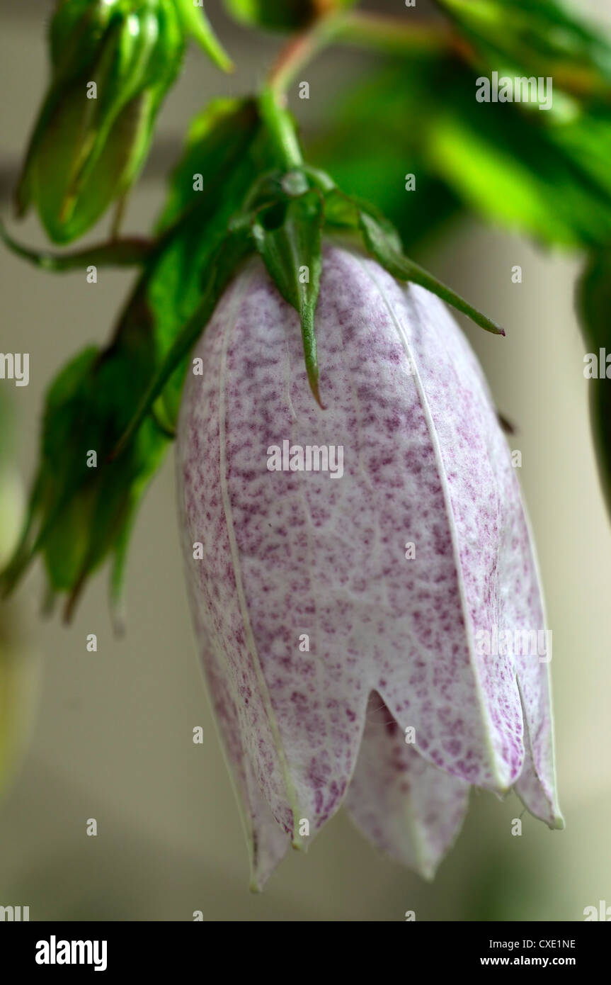 campanula grossheimii cream spotted flowers perennials bellflower ...