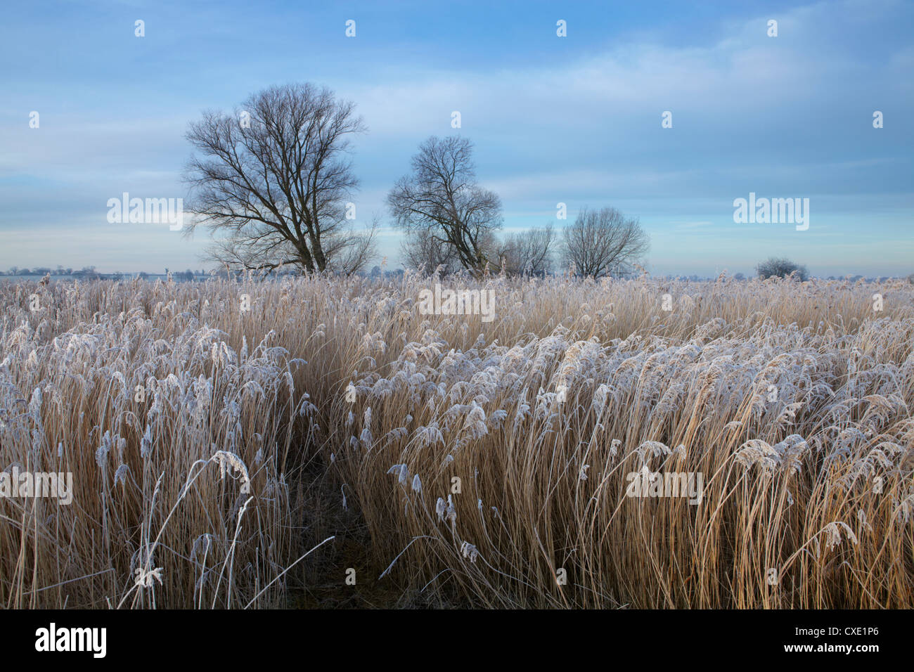Norfolk Broads winter scene near Ludham Bridge, Norfolk, England Stock ...