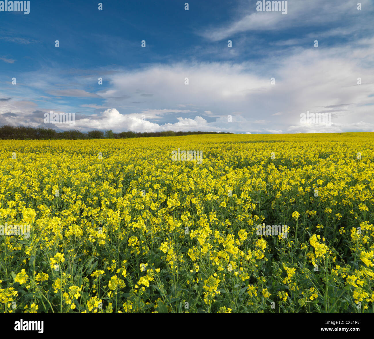 A beautiful spring view showing a rape field near Morston, Norfolk ...