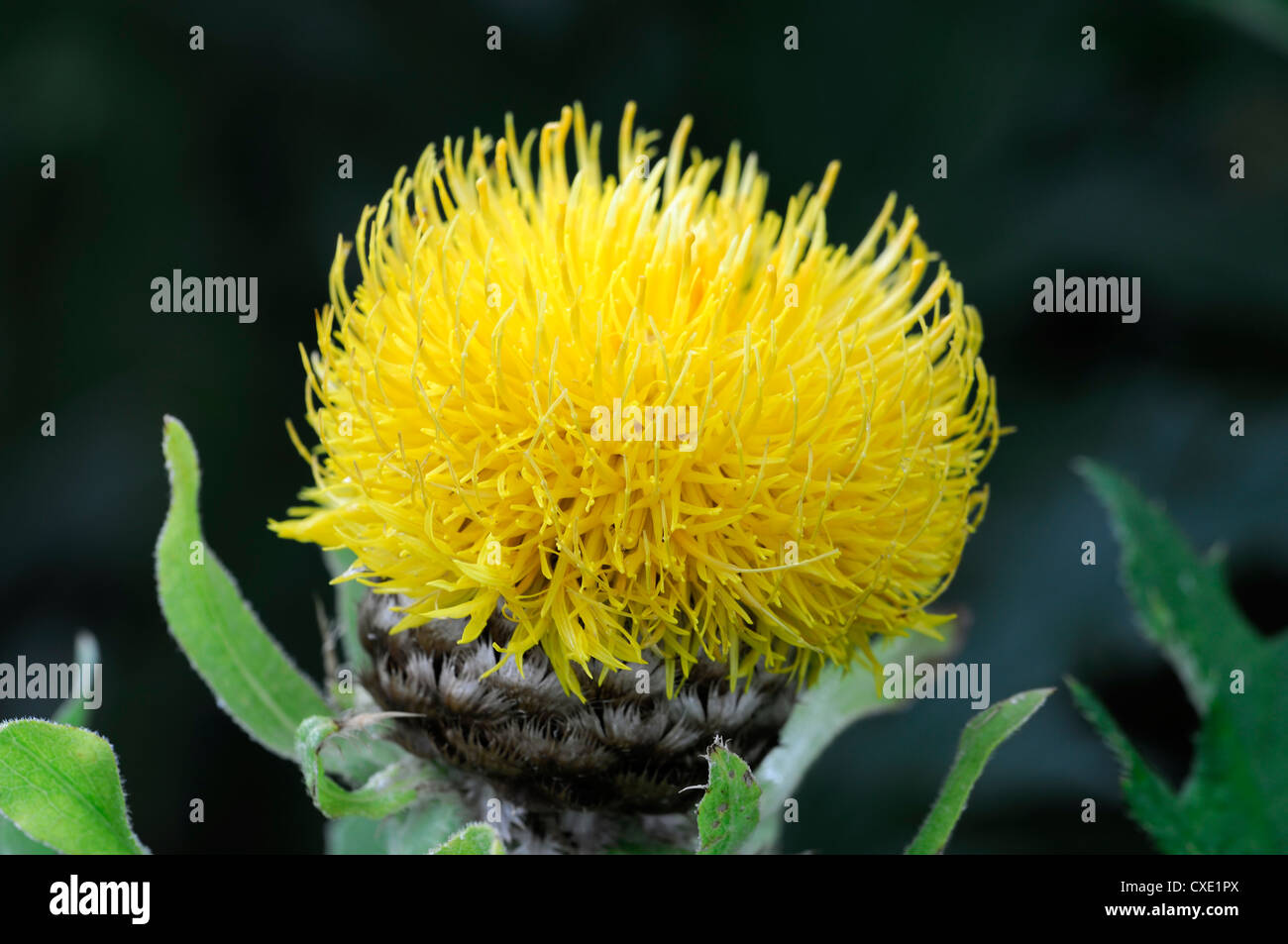 Giant yellow knapweed hi-res stock photography and images - Alamy