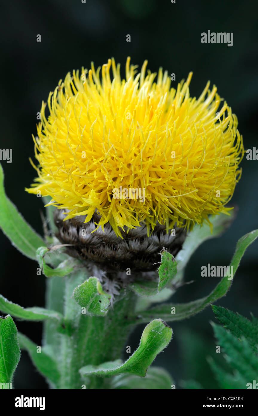 centaurea macrocephala giant knapweed yellow flower flowering bloom ...
