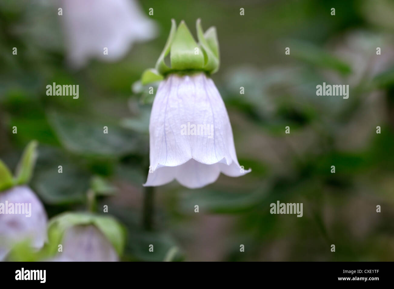Codonopsis dicentrifolia asian bonnet bellflower white bell shaped ...