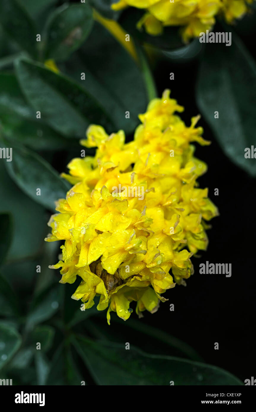 cytisus battandieri yellow flower flowers flowering blooms petals plant ...