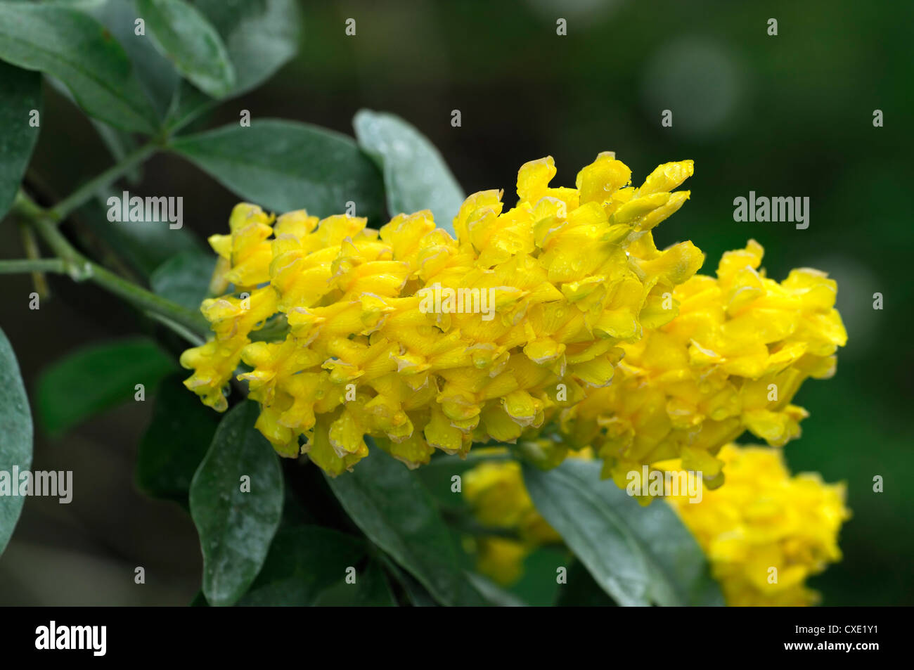 cytisus battandieri yellow flower flowers flowering blooms petals plant ...