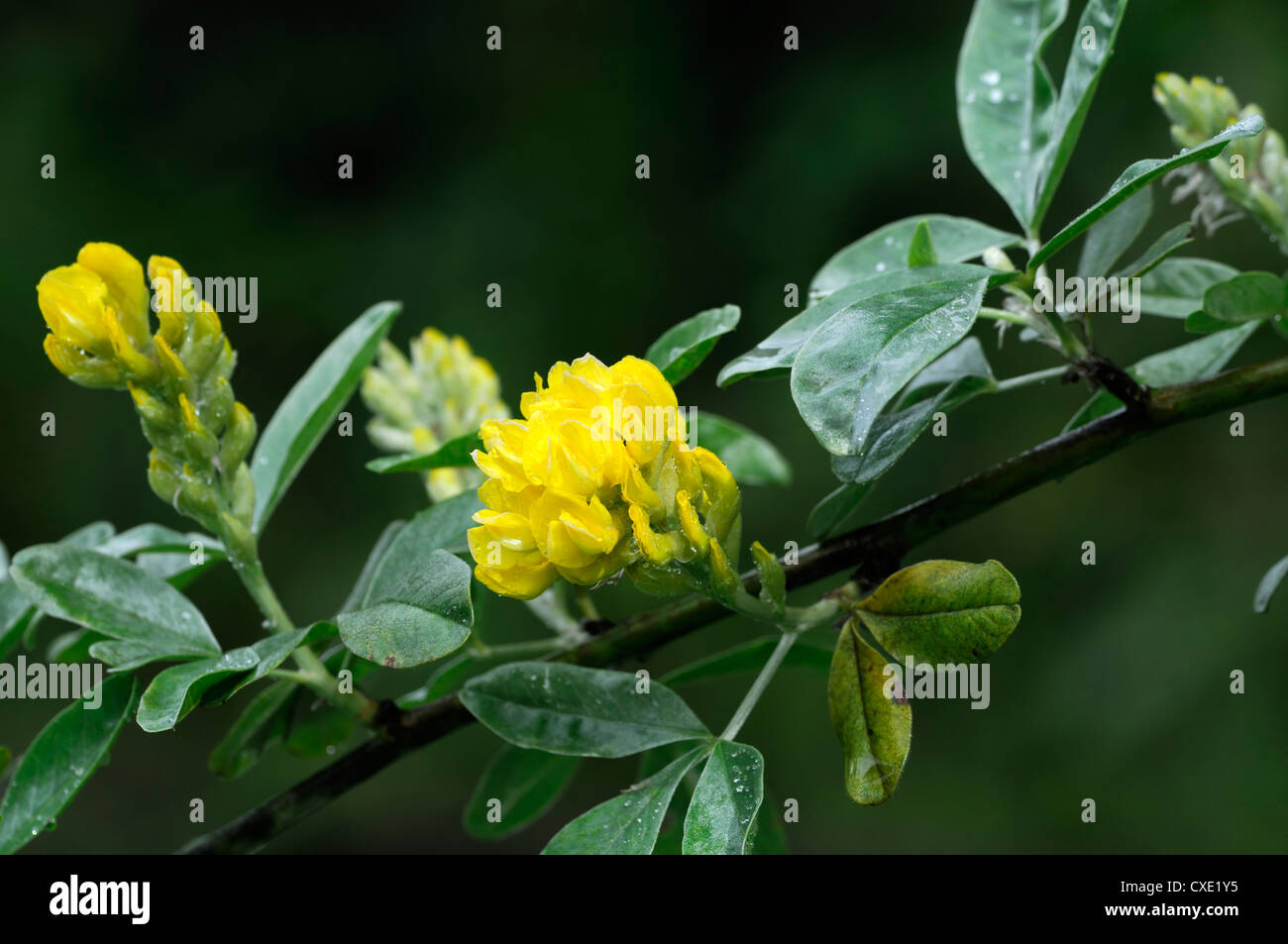 cytisus battandieri yellow flower flowers flowering blooms petals plant ...