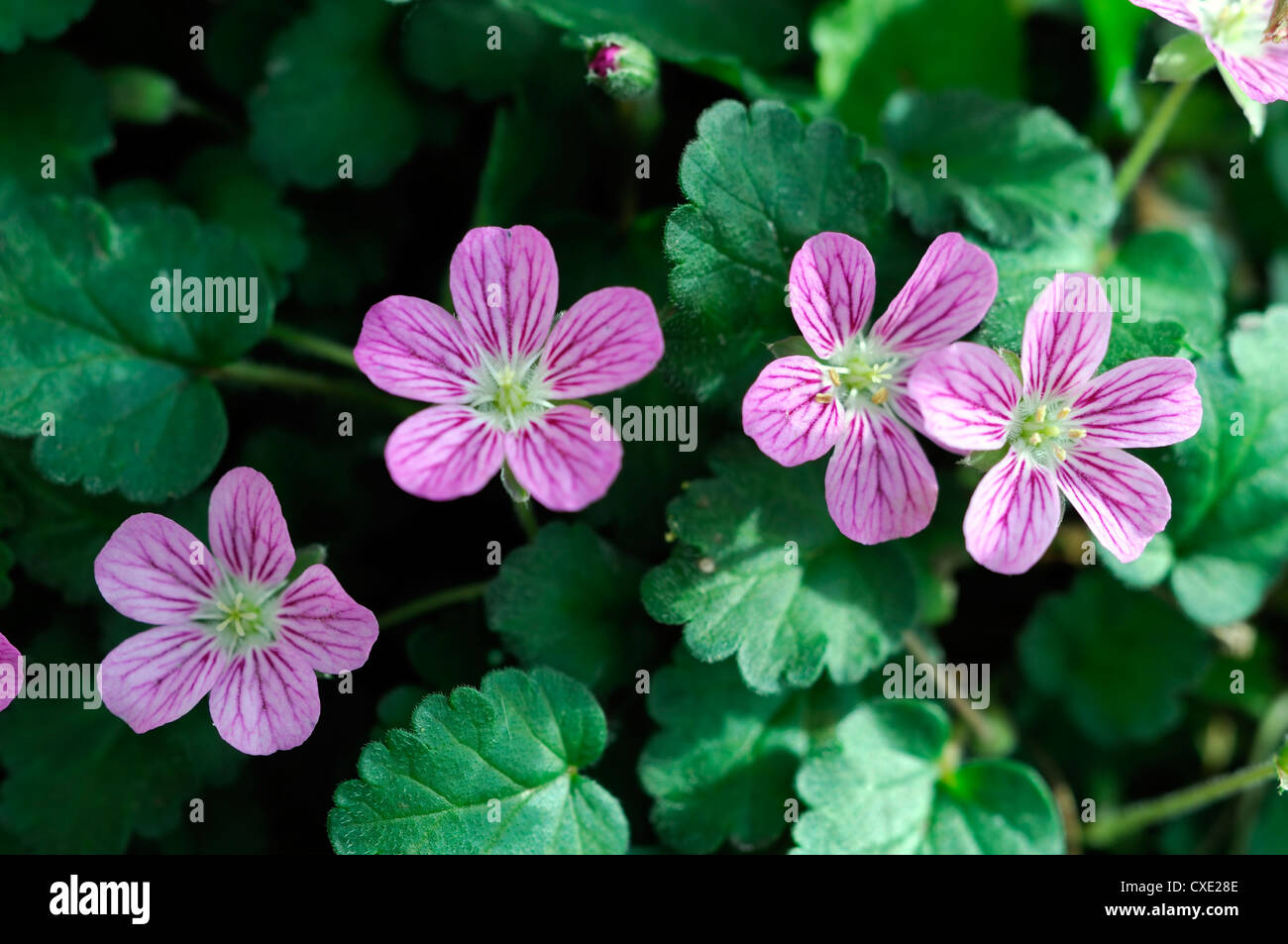 erodium x variable bishops form Stork's bill geranium Erodium ...