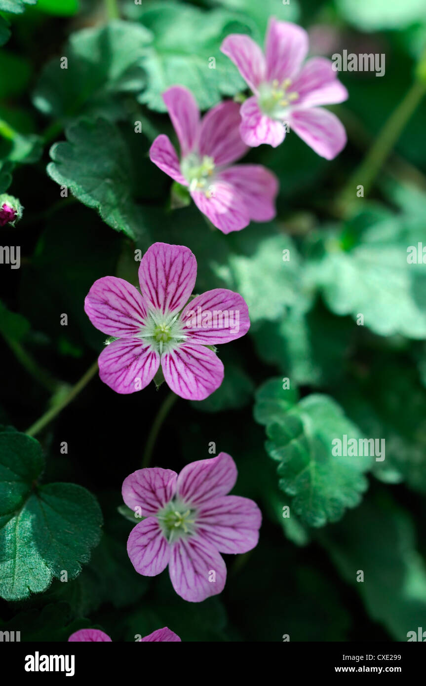 Rock stork's bill hi-res stock photography and images - Alamy