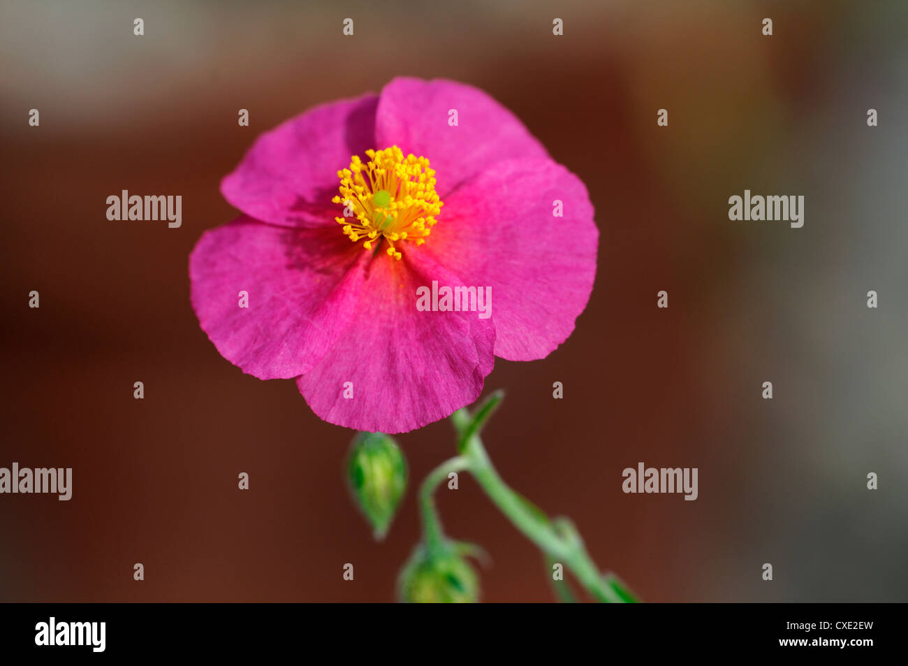 Pink ruby hi-res stock photography and images - Alamy
