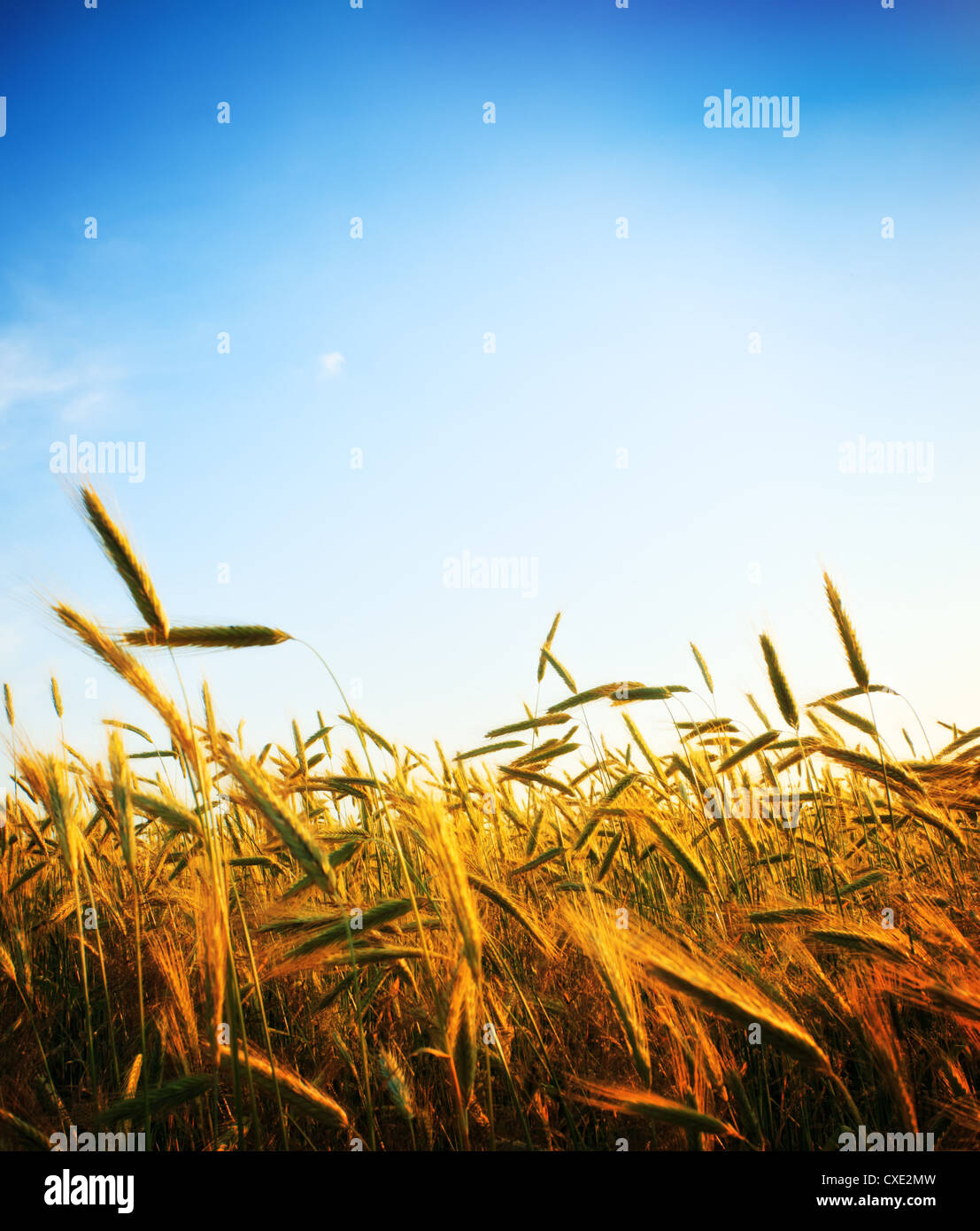 Photo wheat field blue hi-res stock photography and images - Alamy